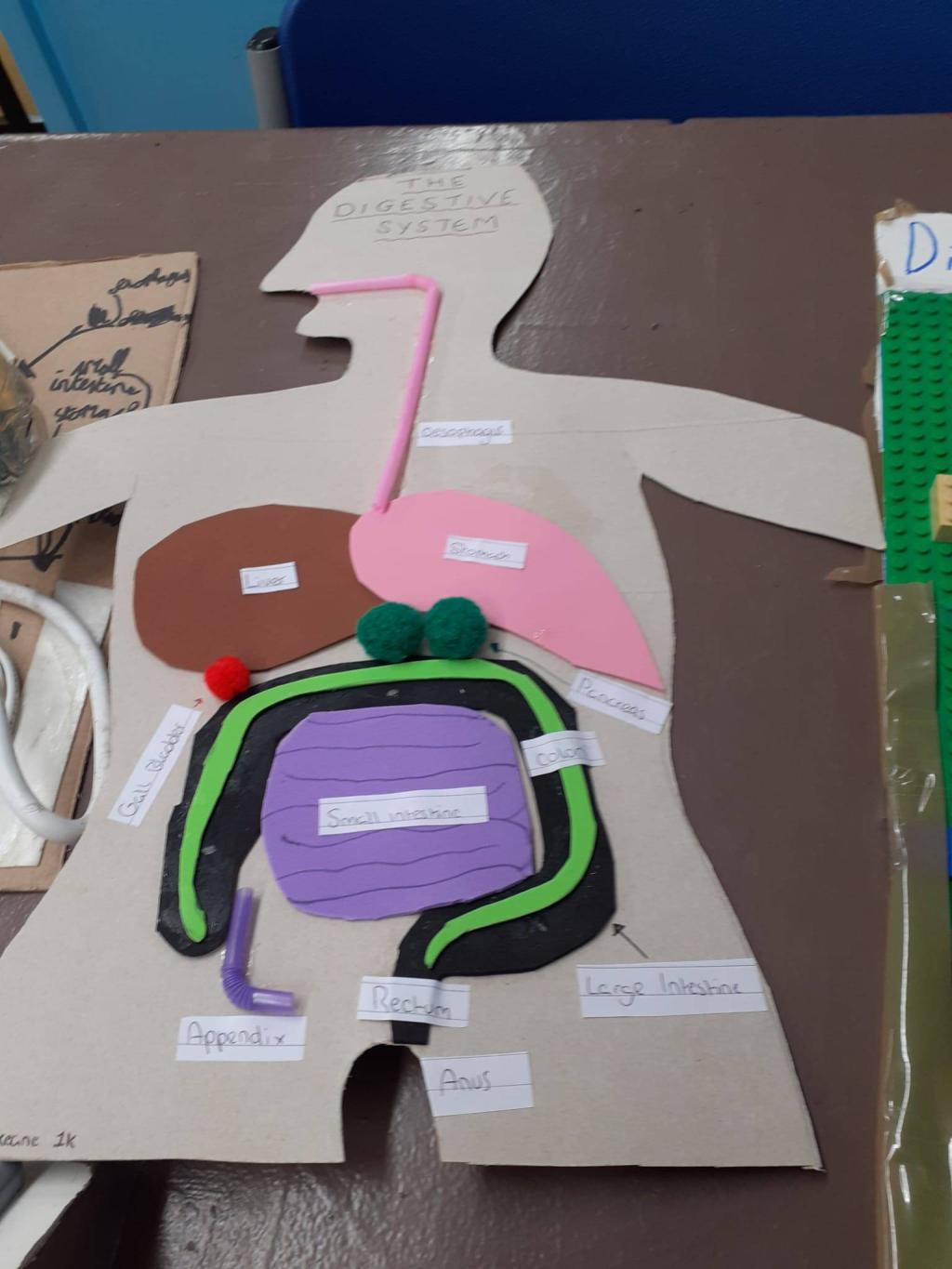 Mrs Murphys 1st years students created wonderful Digestive System ...